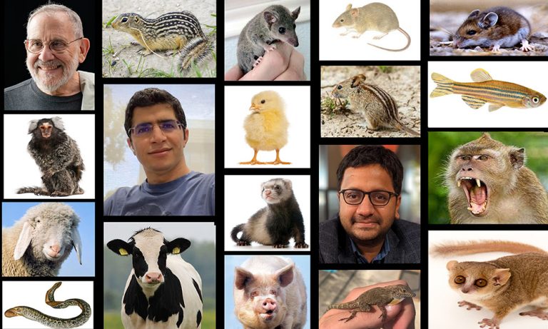 Evolution of Cell Types in the Retina [Sanes Lab] - Harvard University ...